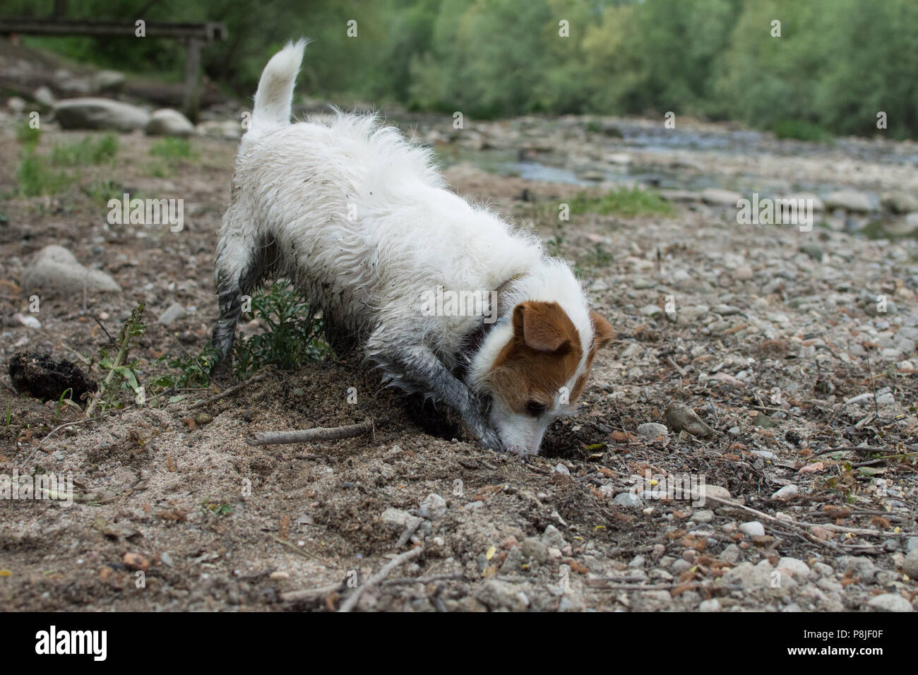 DIRTY JACK RUSSELL DOG DIGGING A HOLD IN SAND Stock Photo - Alamy