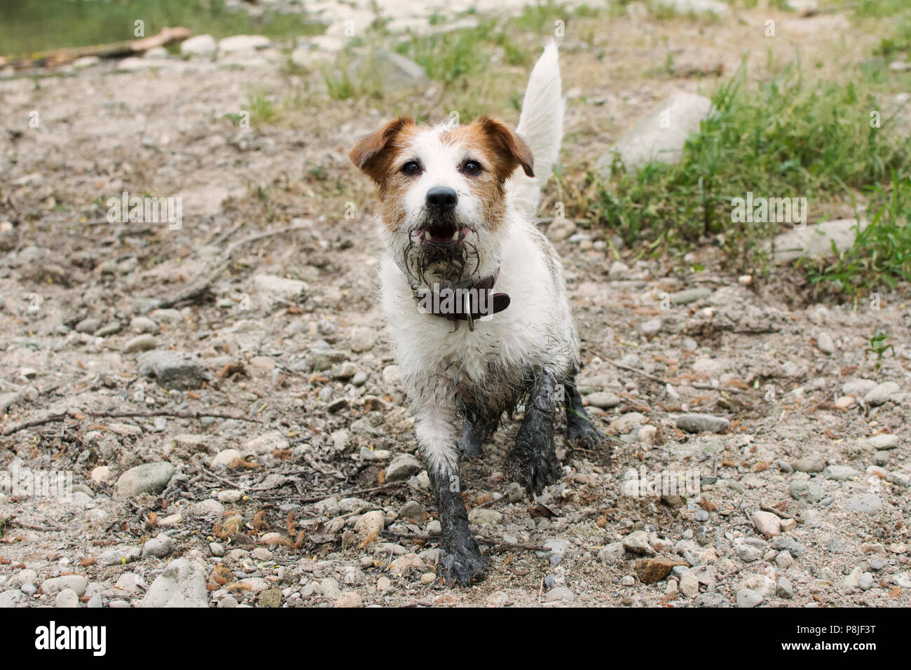 Happy muddy dog hi-res stock photography and images - Alamy