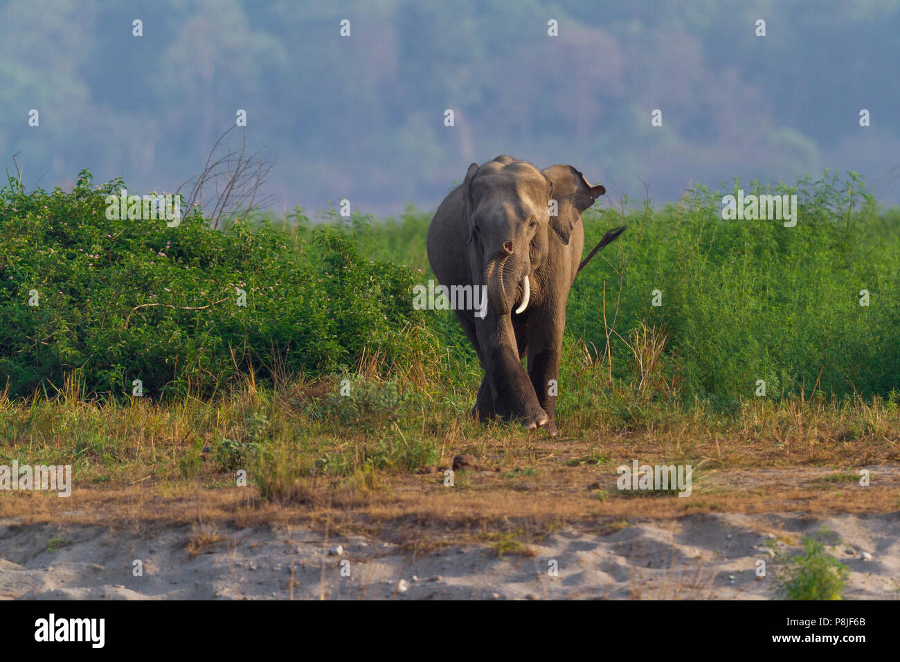 Elephants running hi-res stock photography and images - Alamy
