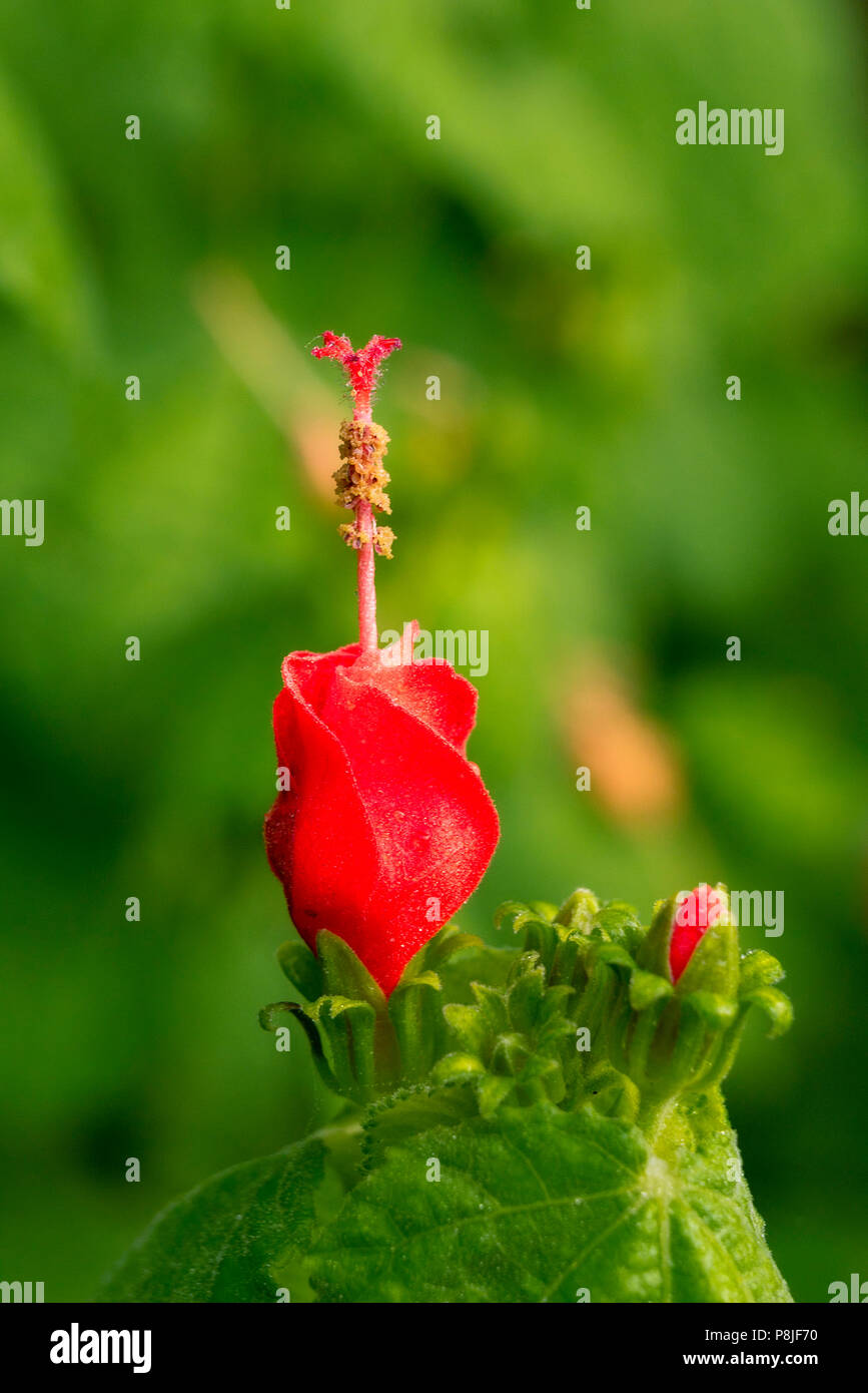 Hibiscus sprout High Resolution Stock Photography and Images - Alamy