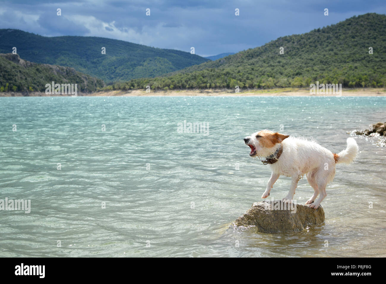 DOG JACK RUSSELL STAND IN A LANSCAPE Stock Photo - Alamy