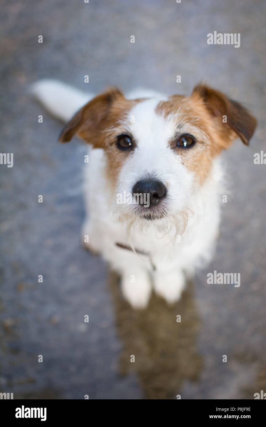 JACK RUSSELL DOG SIT ON WET ASPHAT LOOK UP Stock Photo - Alamy