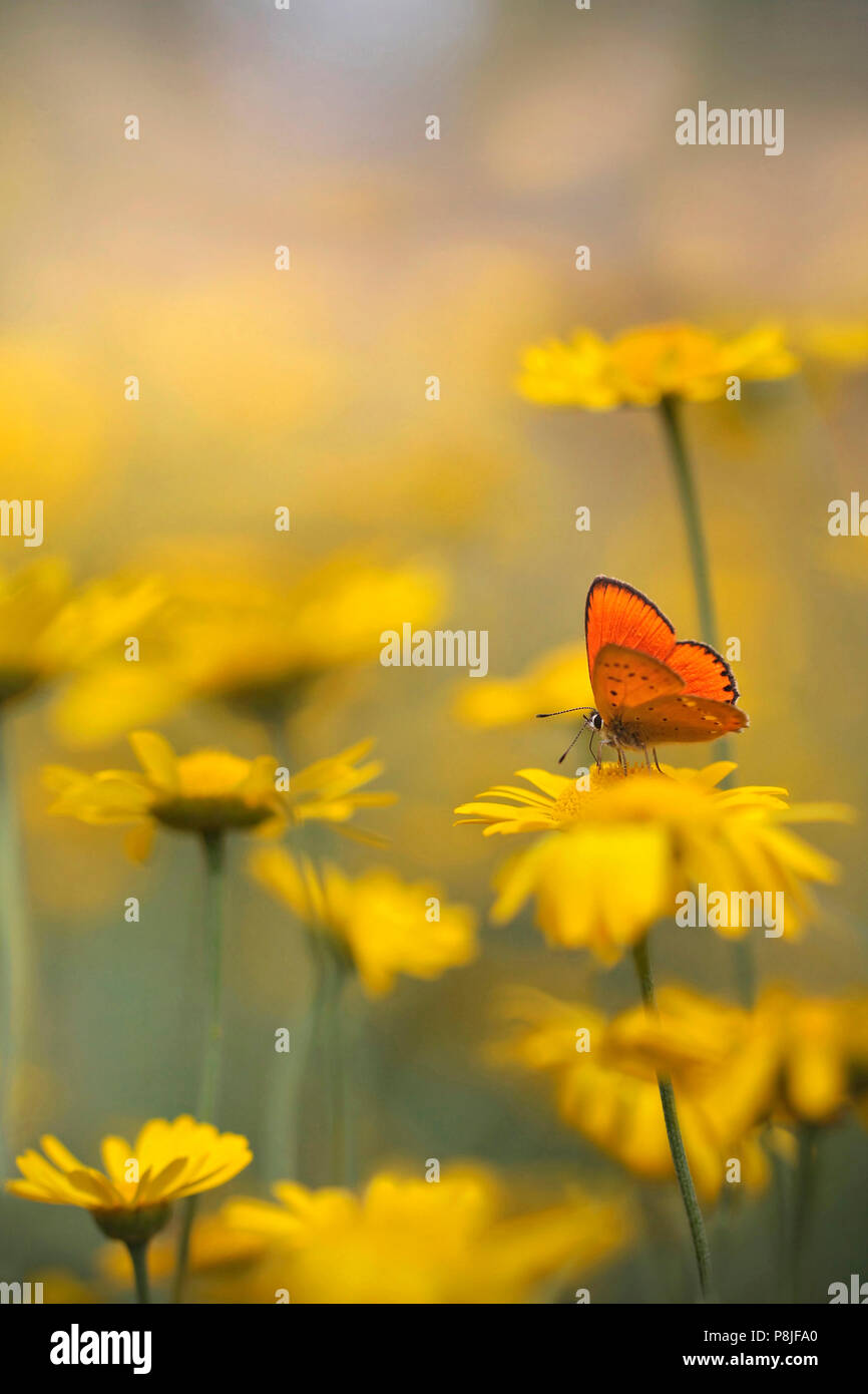 scarce copper (Lycaena virgaureae) is a butterfly of the family ...