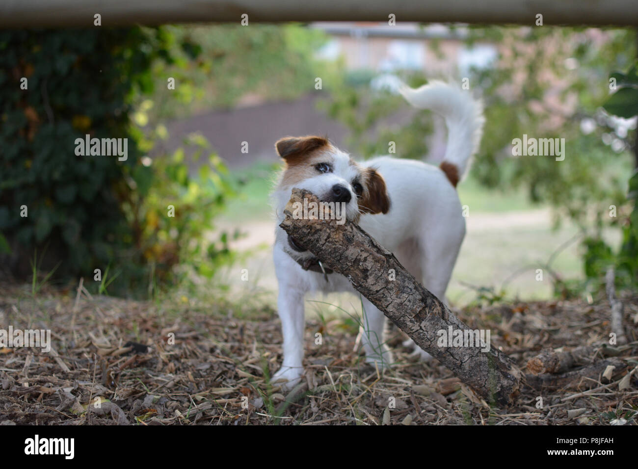 Big stick hi-res stock photography and images - Alamy