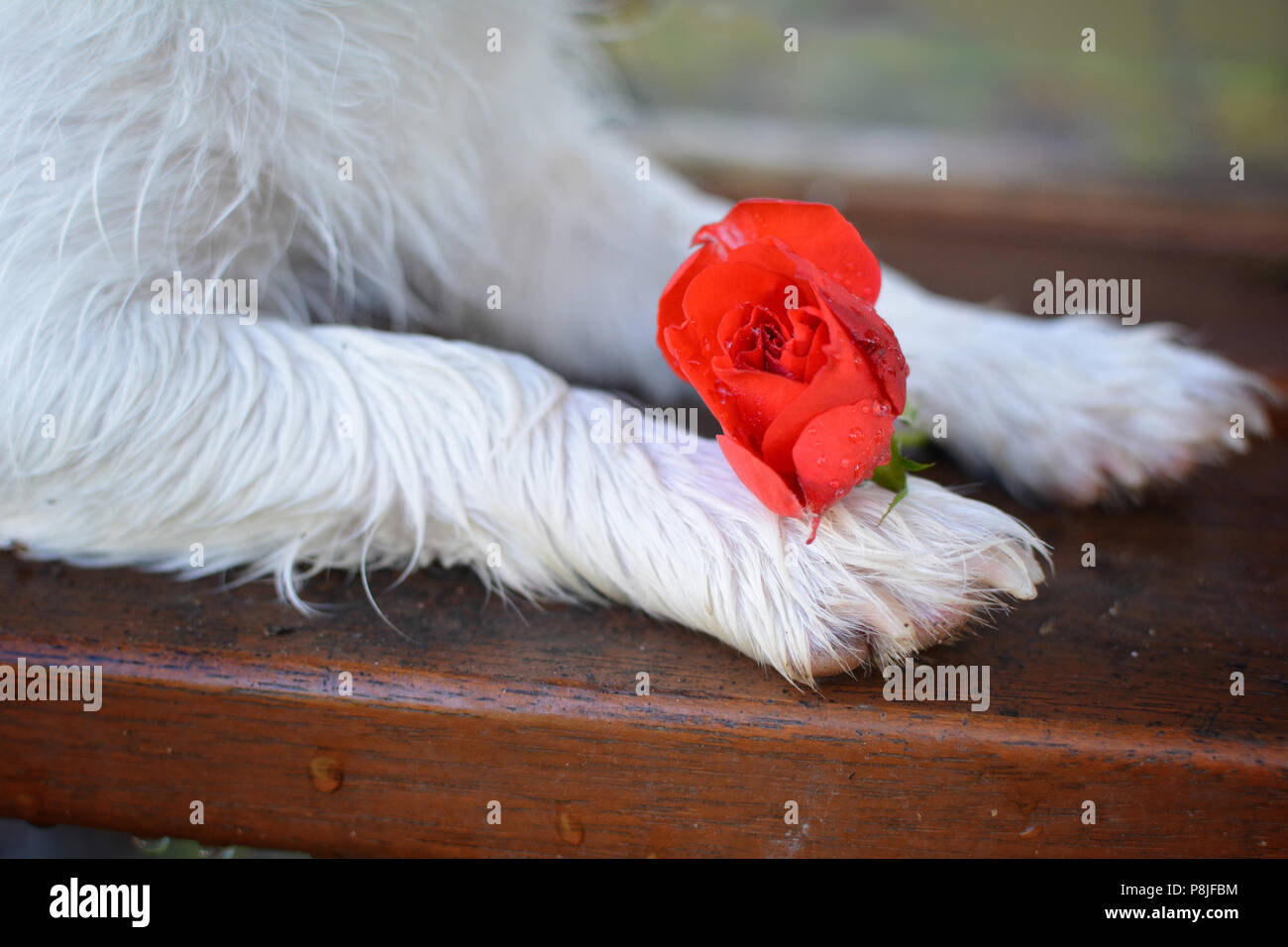 Holding dog rose hi-res stock photography and images - Alamy