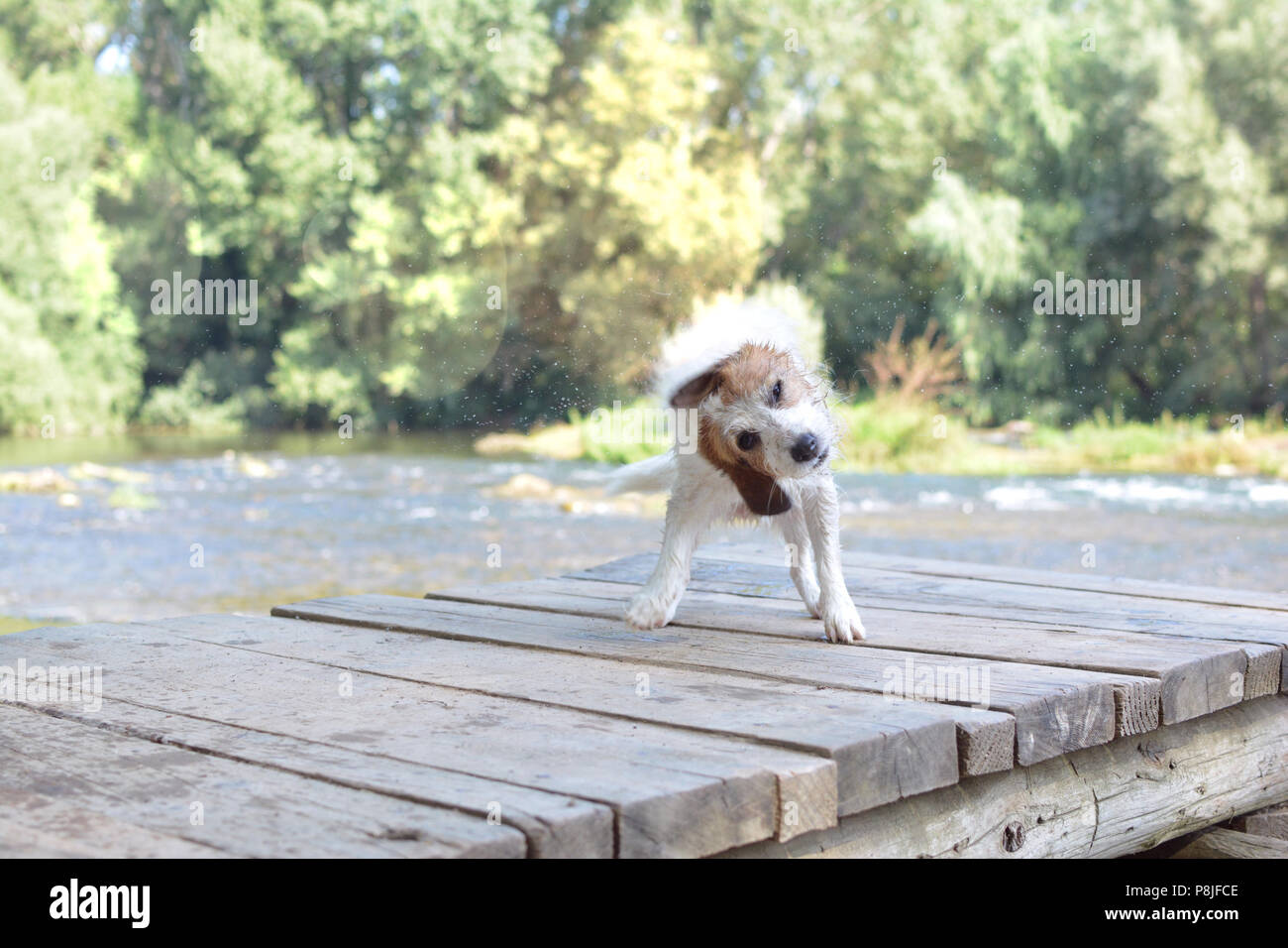 DOG JACK RUSSELL SHAKING OFF WATER IN THE RIVER Stock Photo - Alamy
