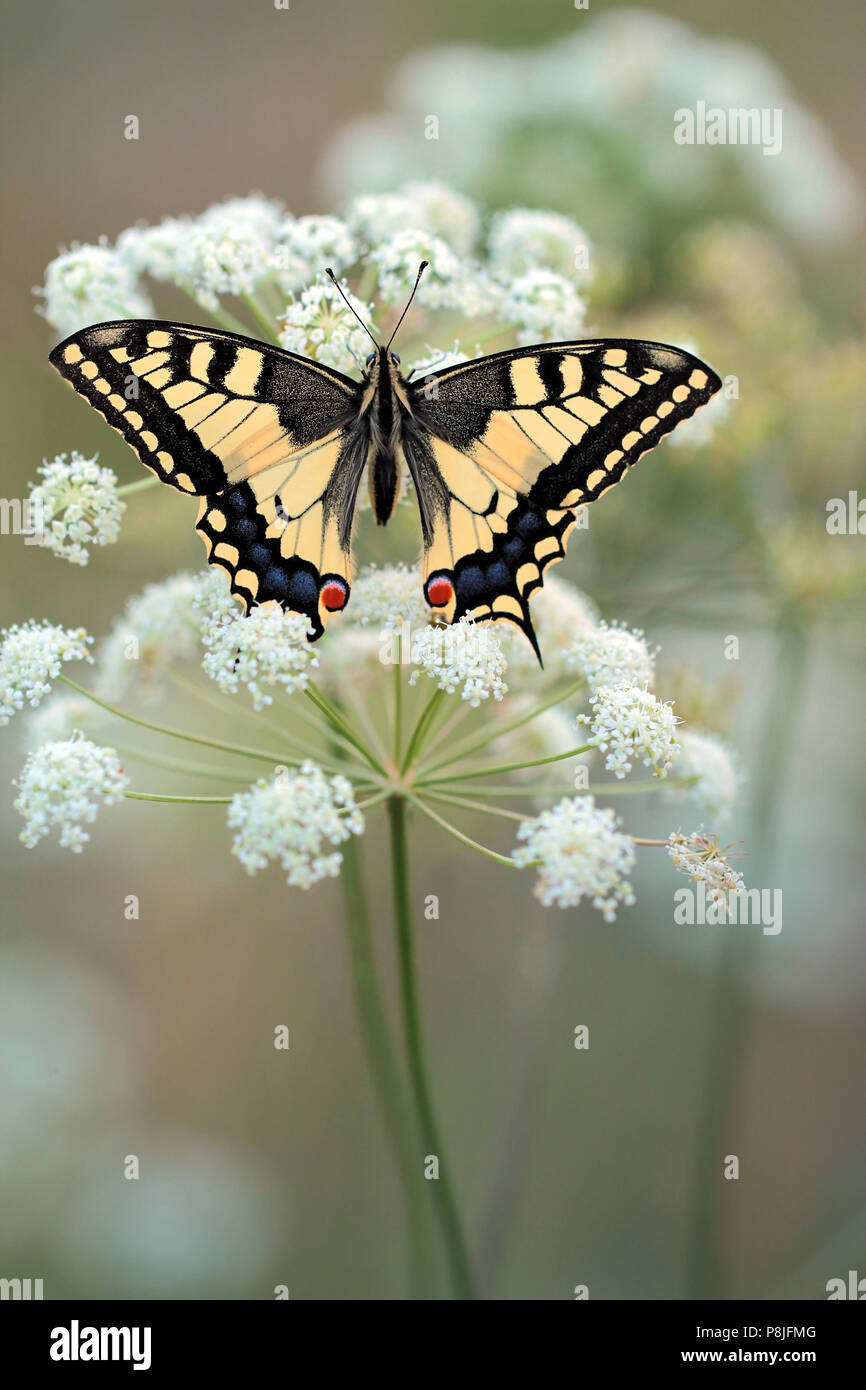 Papilio machaon, the Old World swallowtail Stock Photo - Alamy