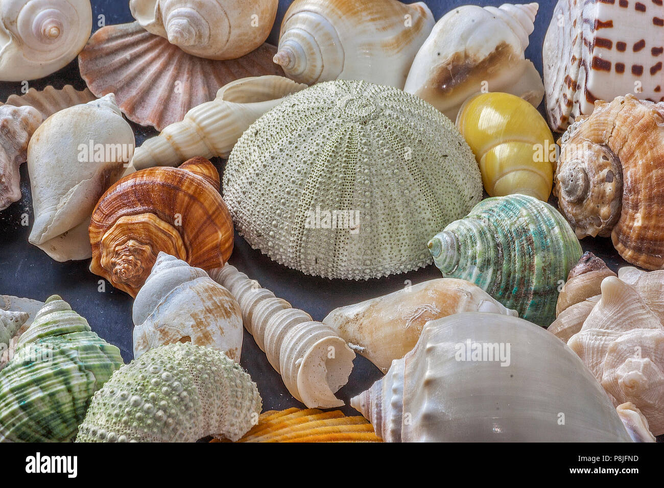 A Selection Of Sea Shells, UK Stock Photo - Alamy