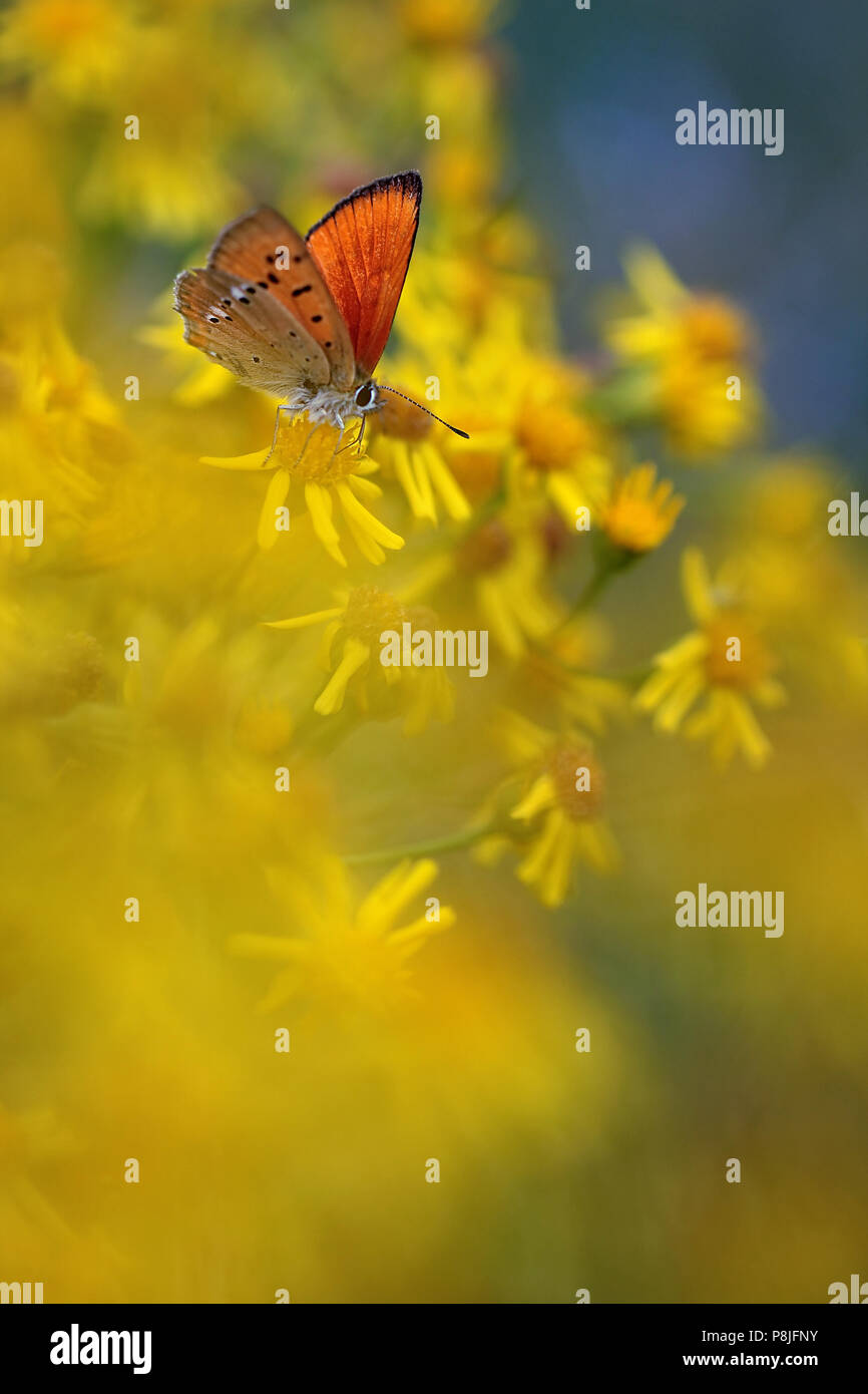 scarce copper (Lycaena virgaureae) is a butterfly of the family ...