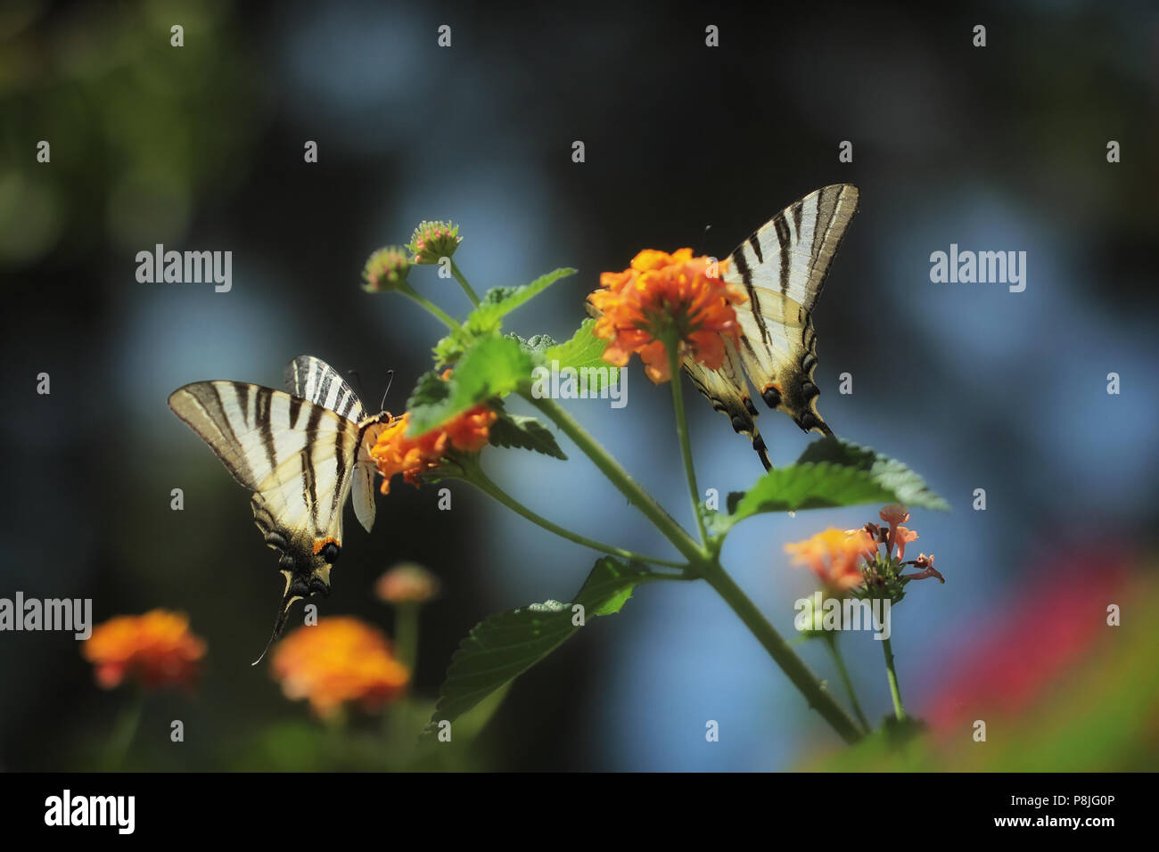 scarce swallowtail (Iphiclides podalirius) is a butterfly Stock Photo ...