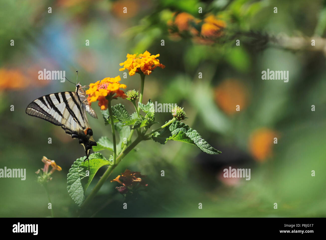 scarce swallowtail (Iphiclides podalirius) is a butterfly Stock Photo ...