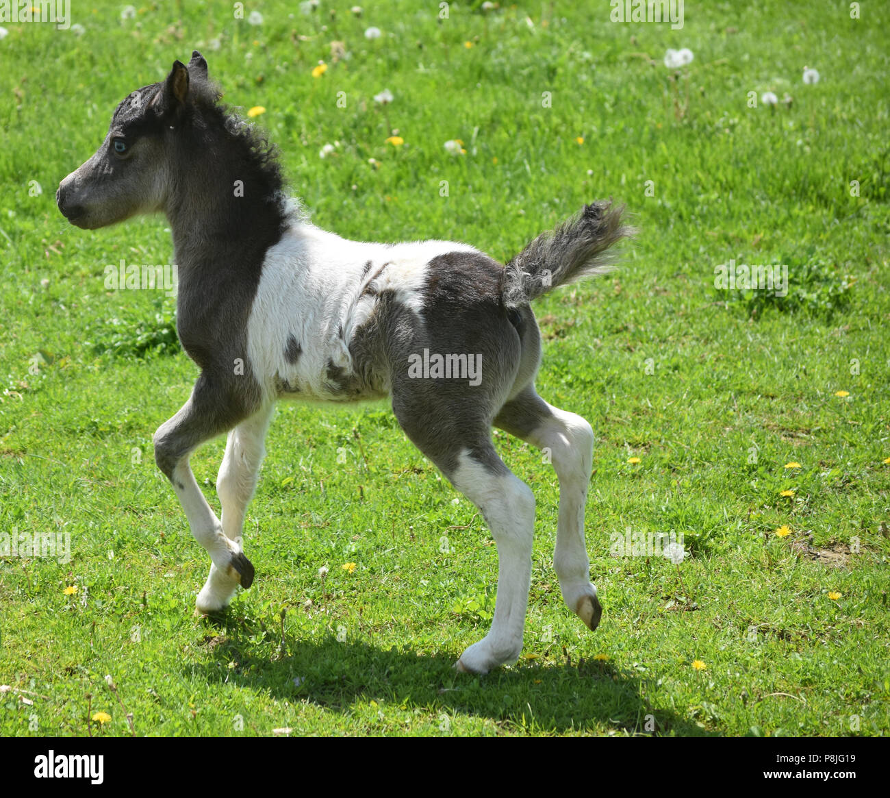 Field with an adorable frisky black and white paint miniature horse ...