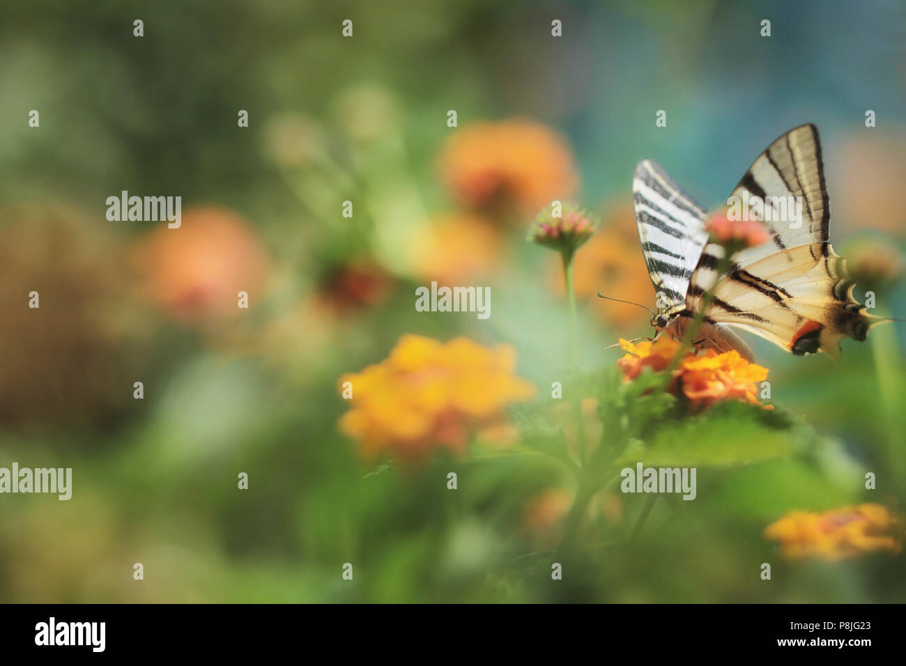 scarce swallowtail (Iphiclides podalirius) is a butterfly Stock Photo ...
