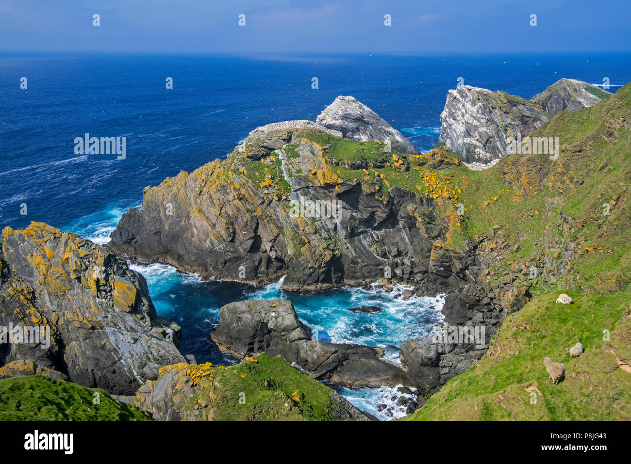 Spectacular coastline with sea cliffs, home to breeding sea birds at ...
