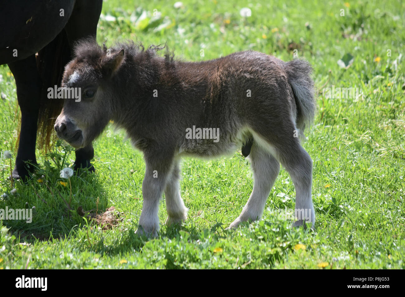 Newborn Mini Horse