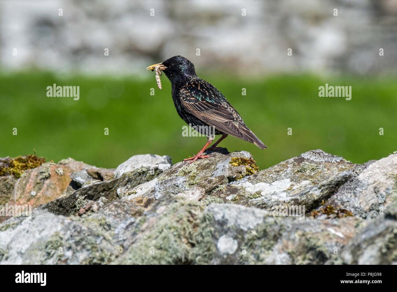 Common starling / European starling (Sturnus vulgaris) with grub in ...