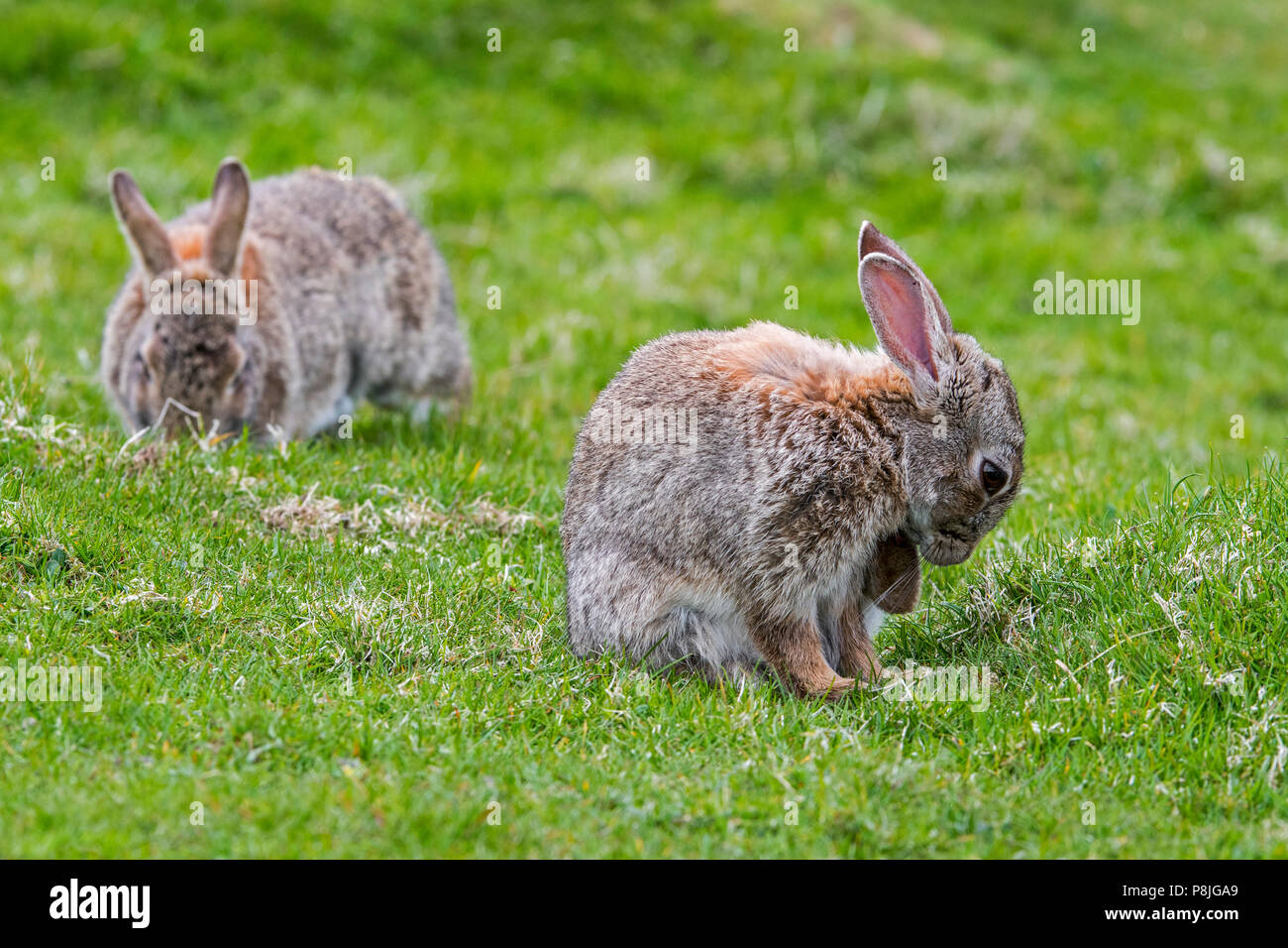 Two European rabbits (Oryctolagus cuniculus) grazing and grooming fur ...