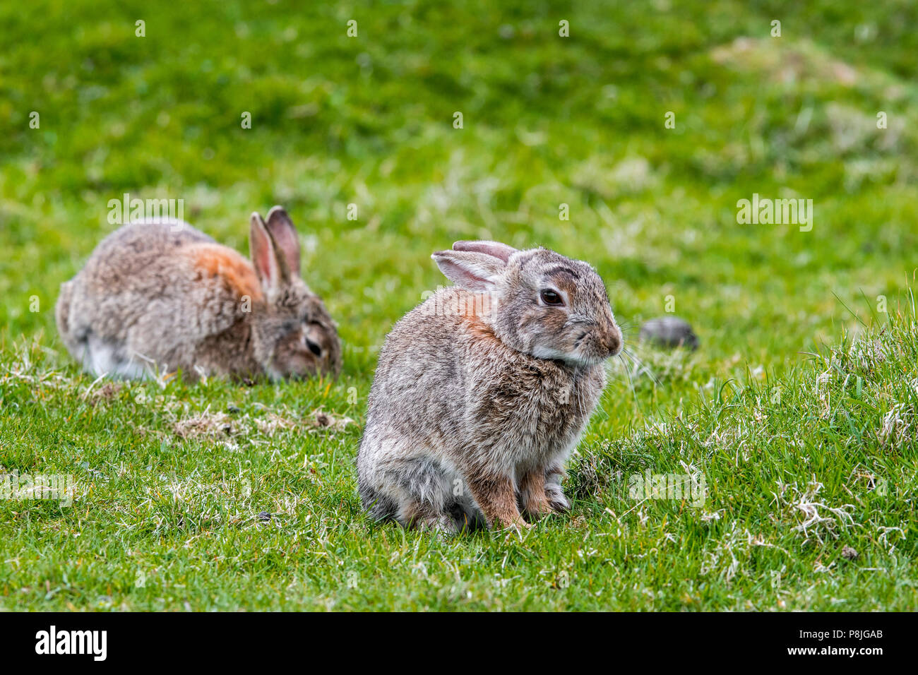 Rabbits grazing uk hi-res stock photography and images - Alamy