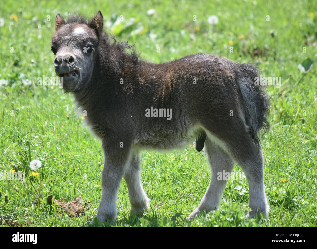 Cute Baby Mini Horse