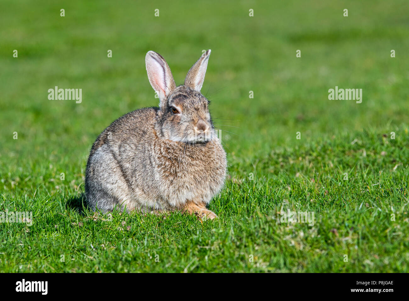 Alert European rabbit (Oryctolagus cuniculus) sitting in meadow with ...
