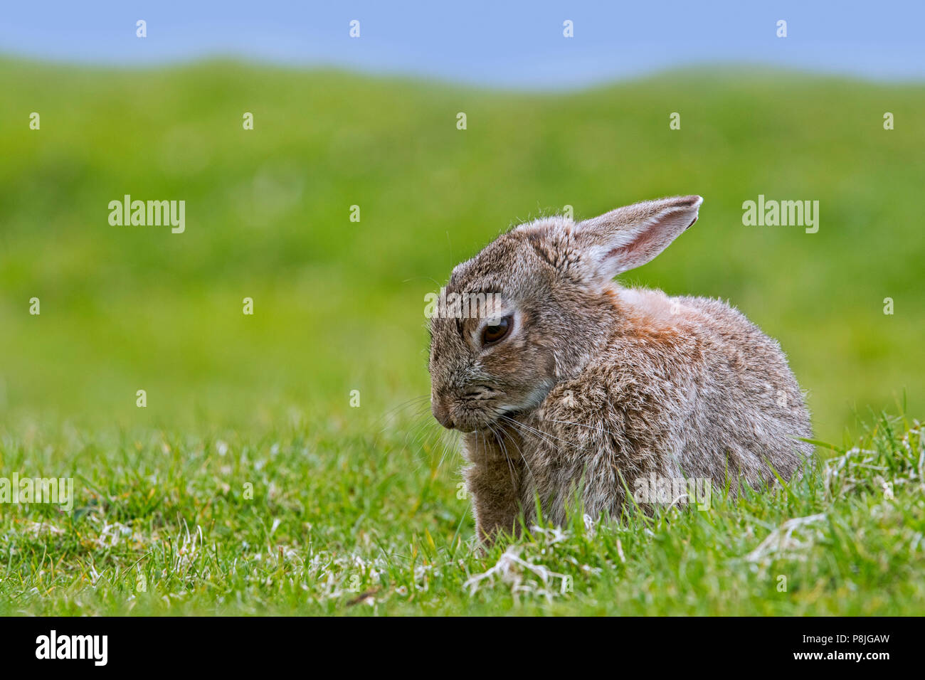 Rabbit grooming oryctolagus cuniculus hi-res stock photography and ...