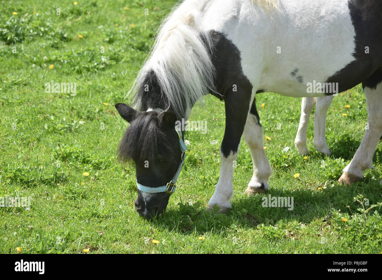 Cute paint miniature horse standing in a field Stock Photo - Alamy
