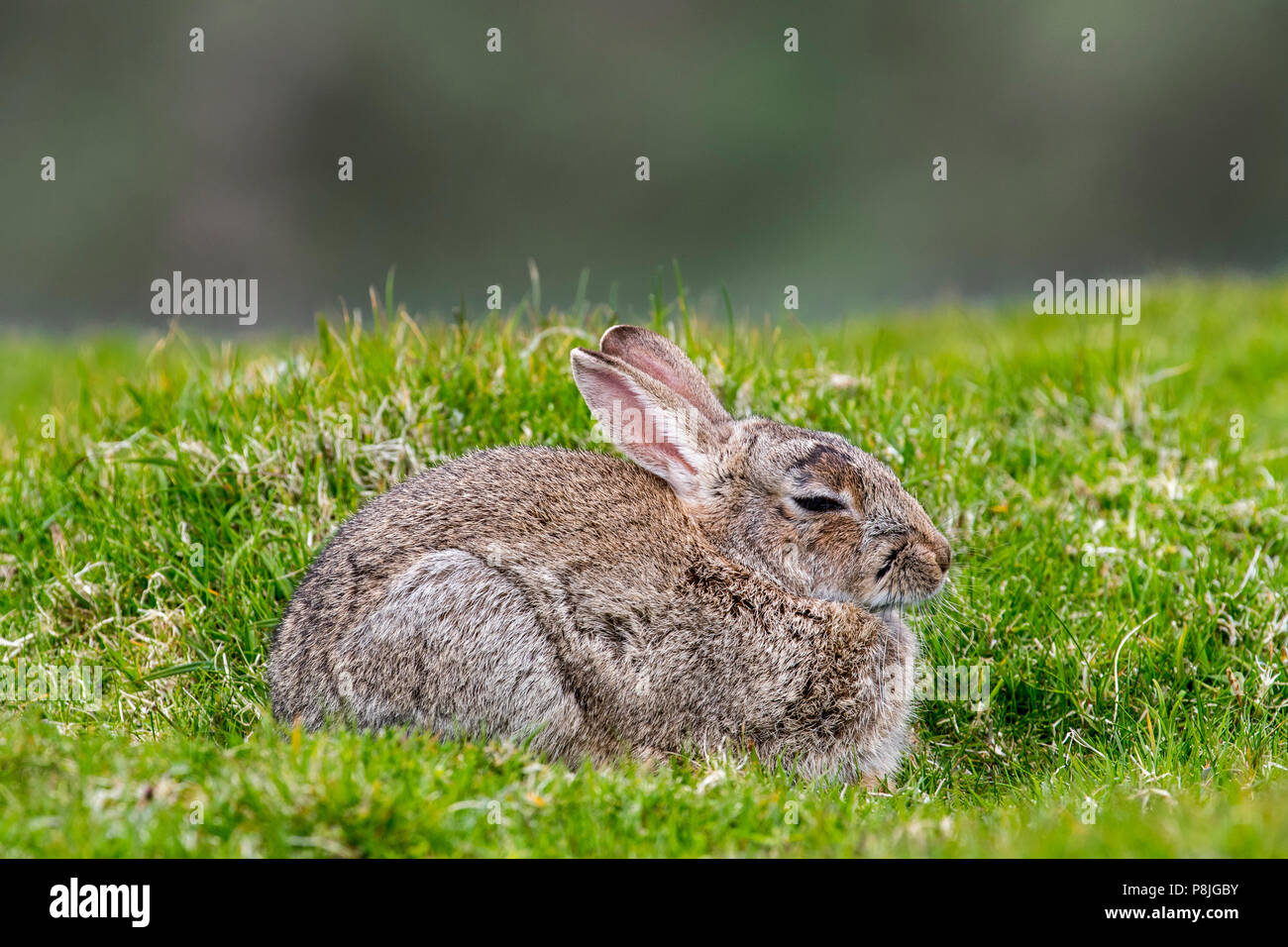 European rabbit (Oryctolagus cuniculus) lying down and resting in ...