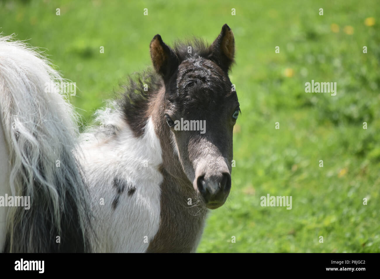 Gorgeous face of a miniature horse up close and personal Stock Photo ...
