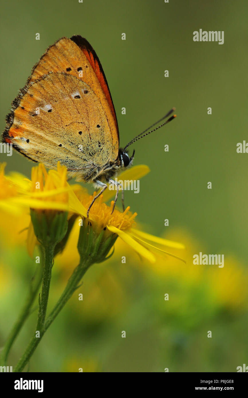 scarce copper (Lycaena virgaureae) is a butterfly of the family ...