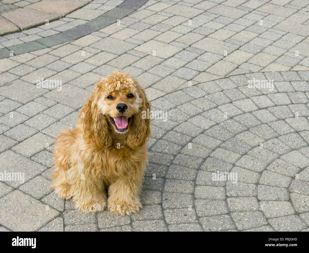 Adorable little American golden cocker spaniel puppy sitting on ...