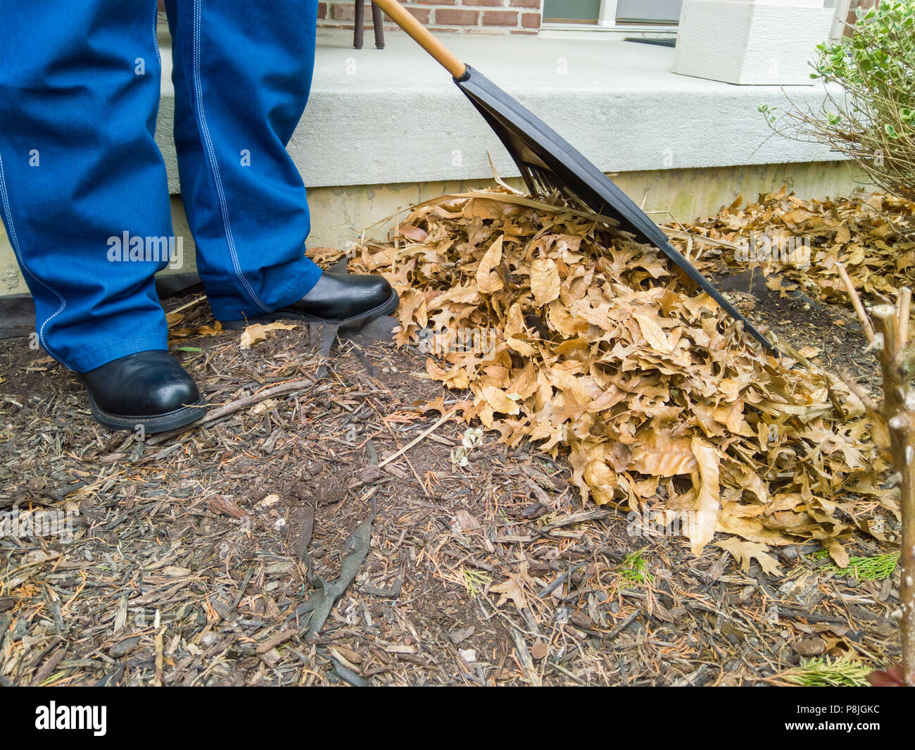Man in denim dungarees raking dead leaves in front of a house in a ...