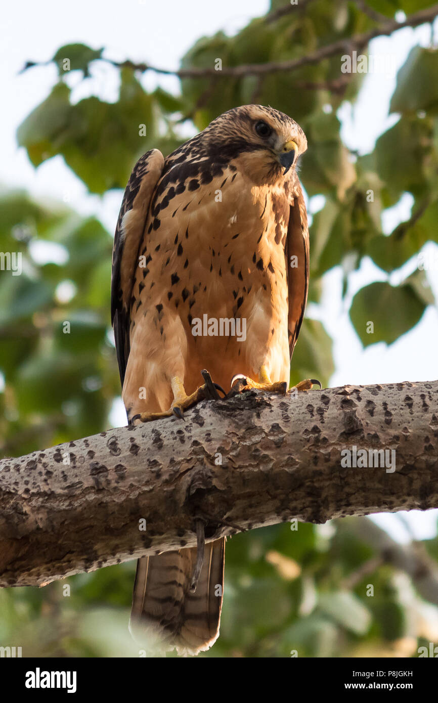 What to see and do in vegreville hi-res stock photography and images ...