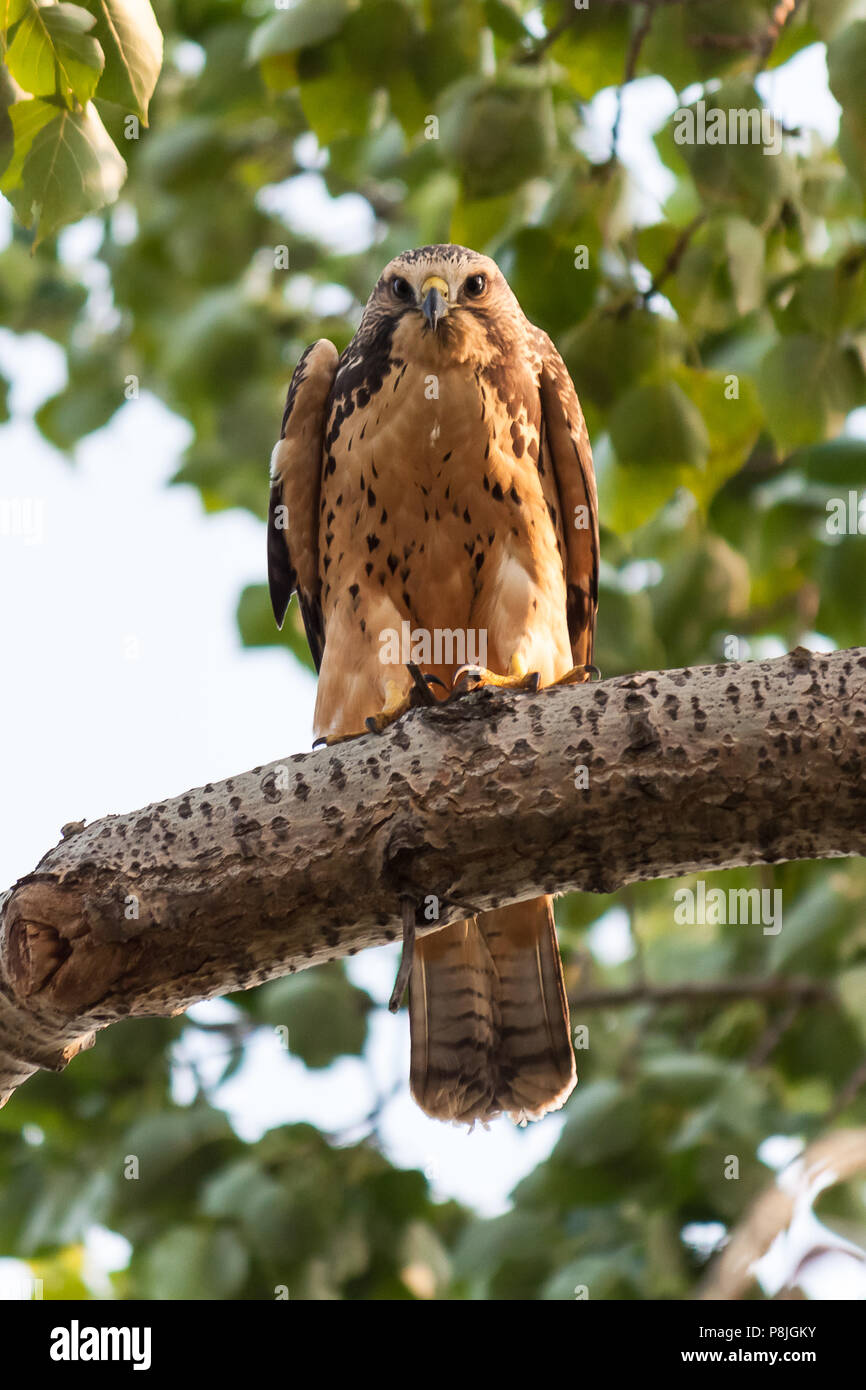 Alberta wildlife hi-res stock photography and images - Alamy