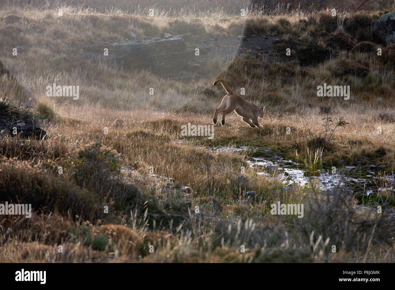 Jumping of the lion hi-res stock photography and images - Alamy