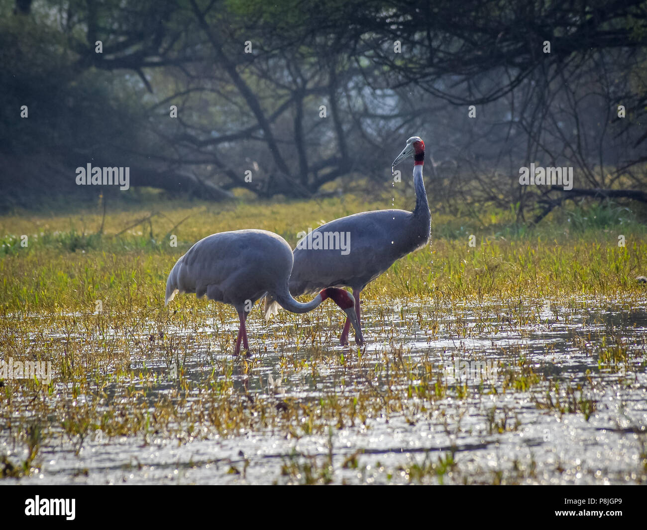 Indian sarus cranes hi-res stock photography and images - Alamy