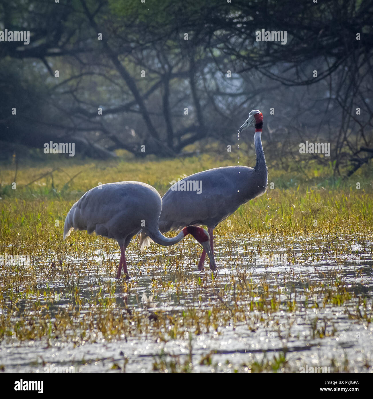 Indian sarus cranes hi-res stock photography and images - Alamy