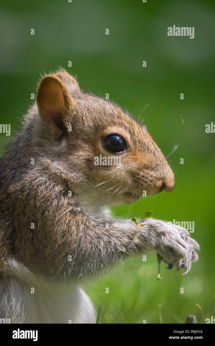 Grey Squirrel Portrait Stock Photo - Alamy