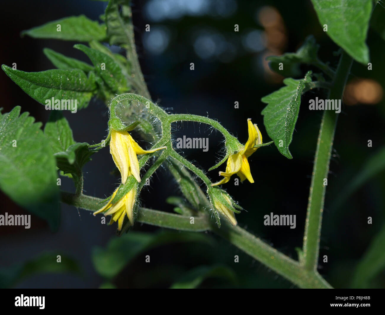 Flowering tomatoes in greenhouse hi-res stock photography and images ...