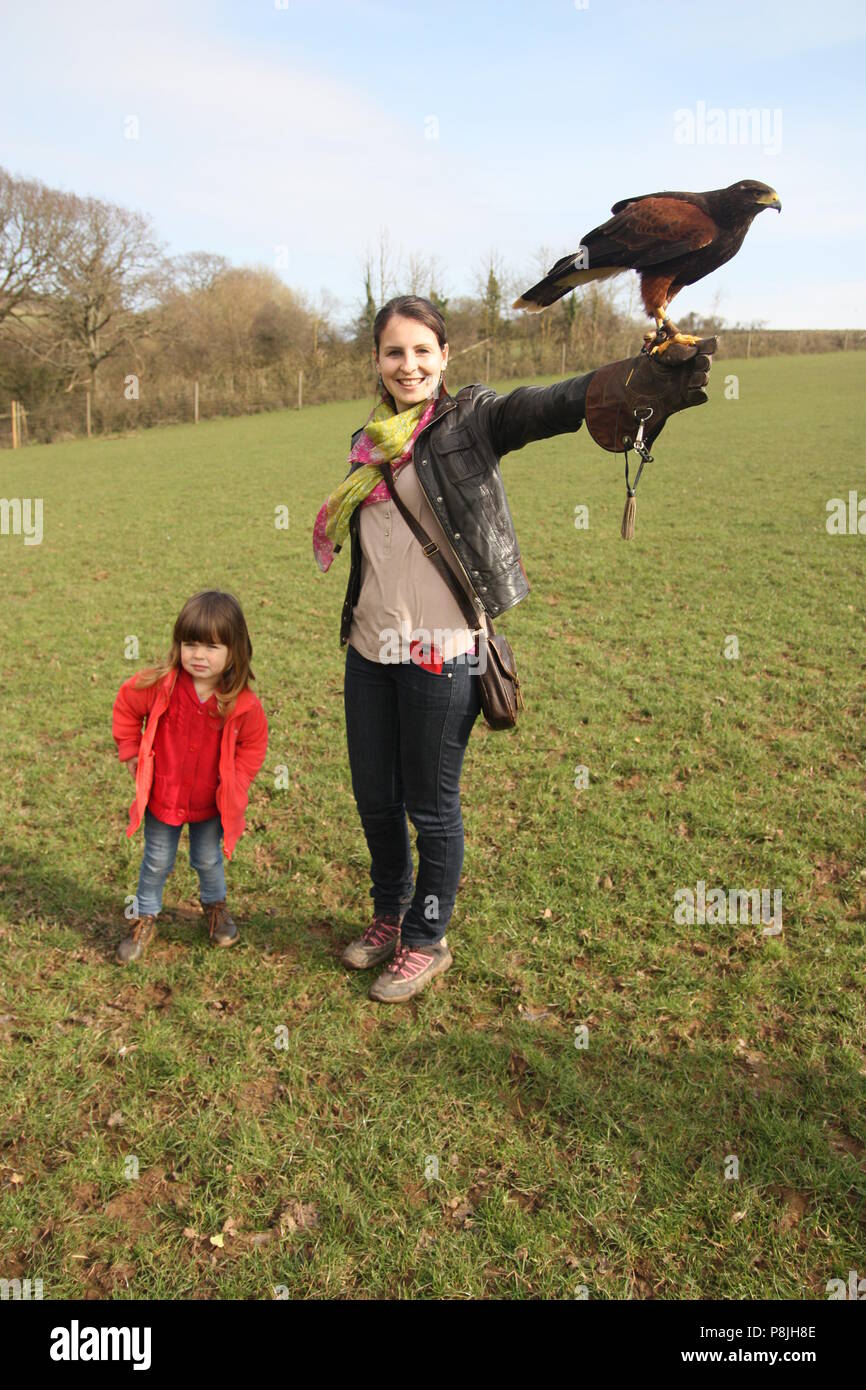 People on a falconry walk with a Harris Hawk Stock Photo - Alamy