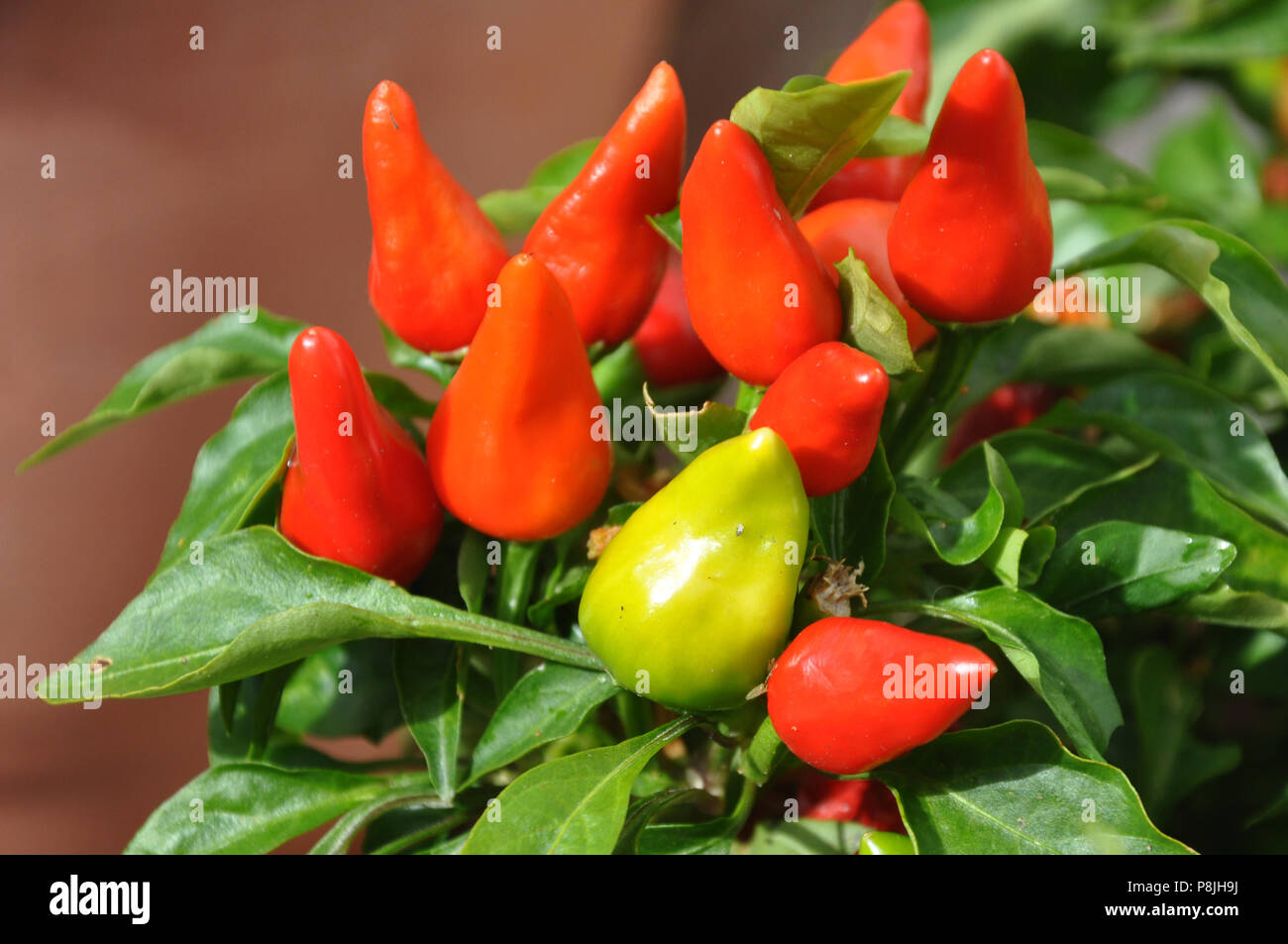 red hot peppers Stock Photo - Alamy