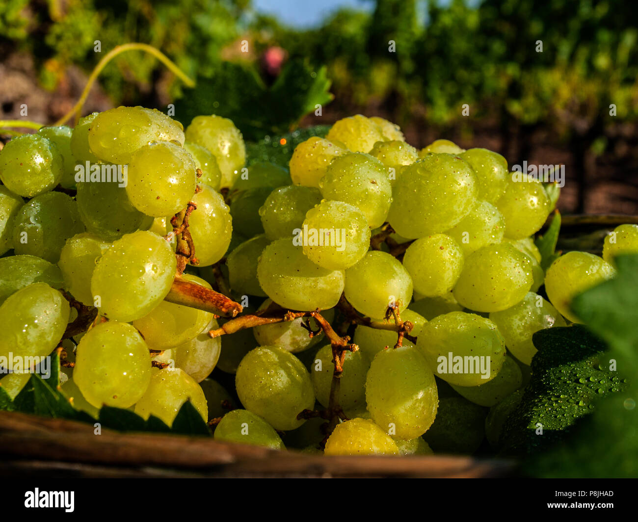 Healthy grape vines hi-res stock photography and images - Alamy