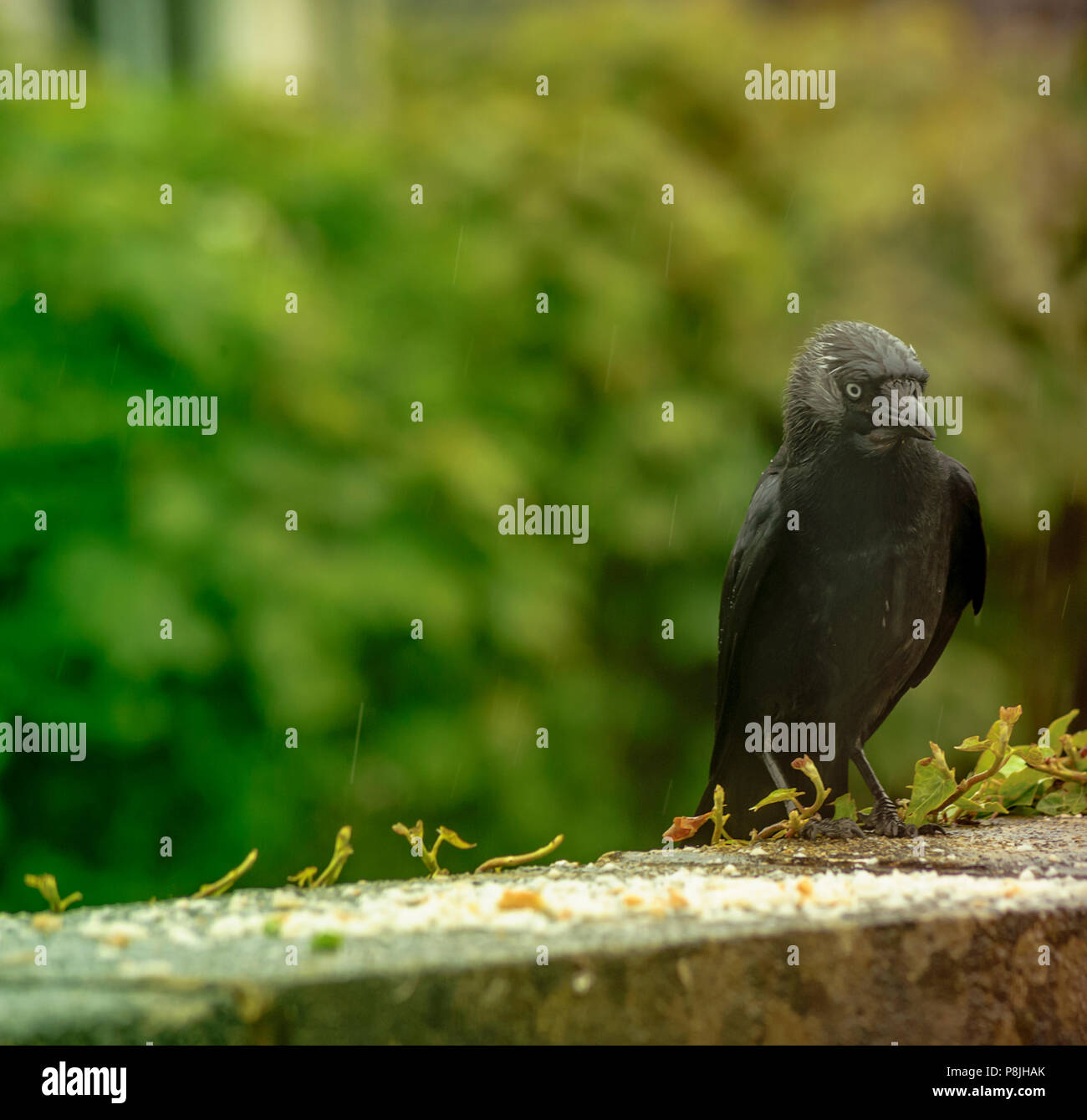 Raven standing on the brick wall - raining - natural scenery Stock ...