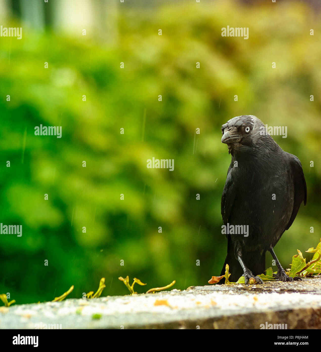 Raven standing on the brick wall - raining - natural scenery Stock ...