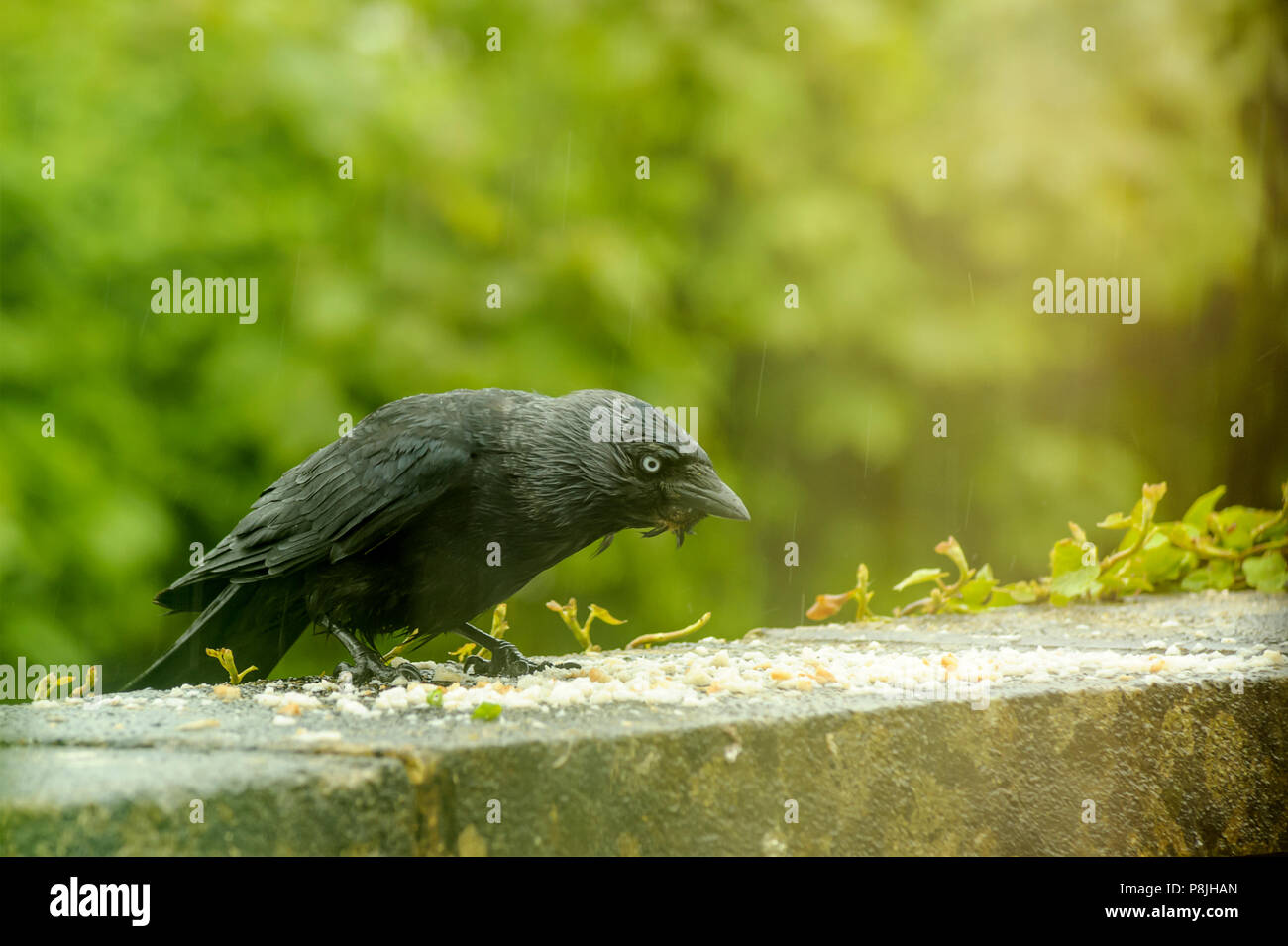 Raven standing on the brick wall - raining - natural scenery Stock ...