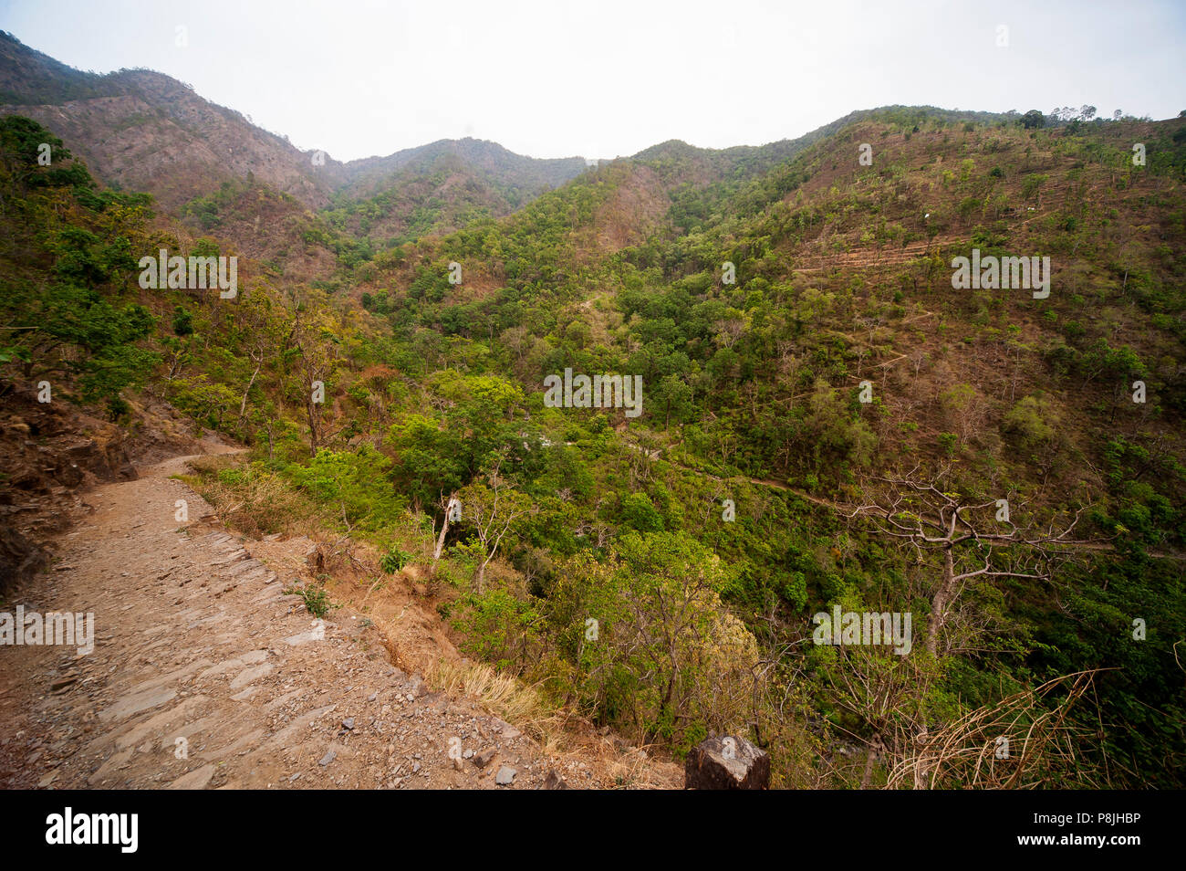 Dense forest at the Nandhour Valley, Kumaon Hills, Uttarakhand, India ...