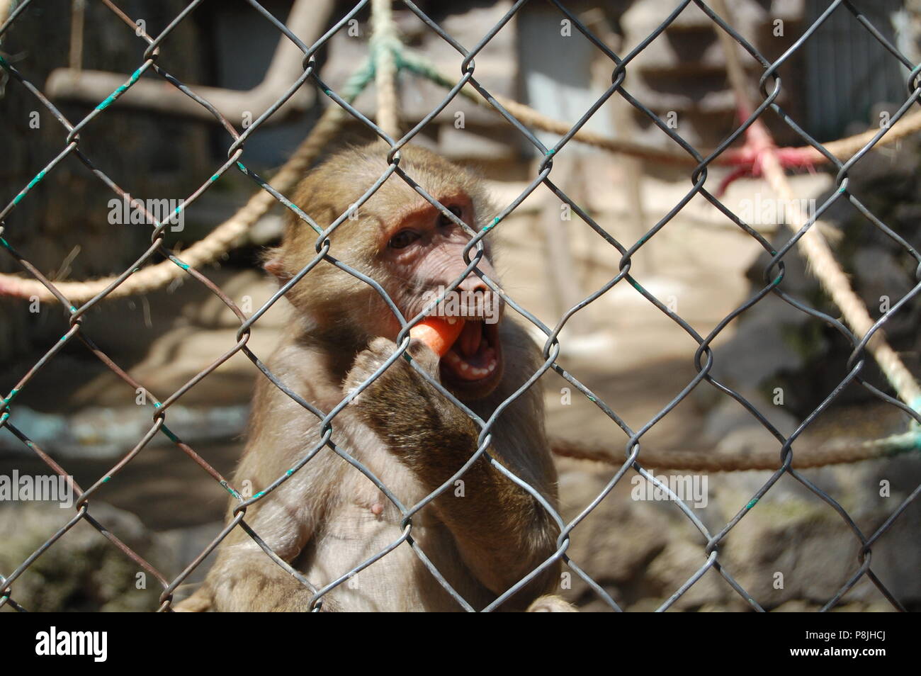 Caged Monkey eating carrot Stock Photo - Alamy