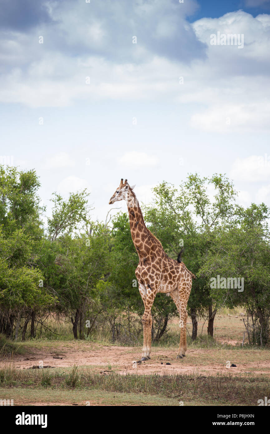 Giraffe In the wild standing side profile Stock Photo - Alamy