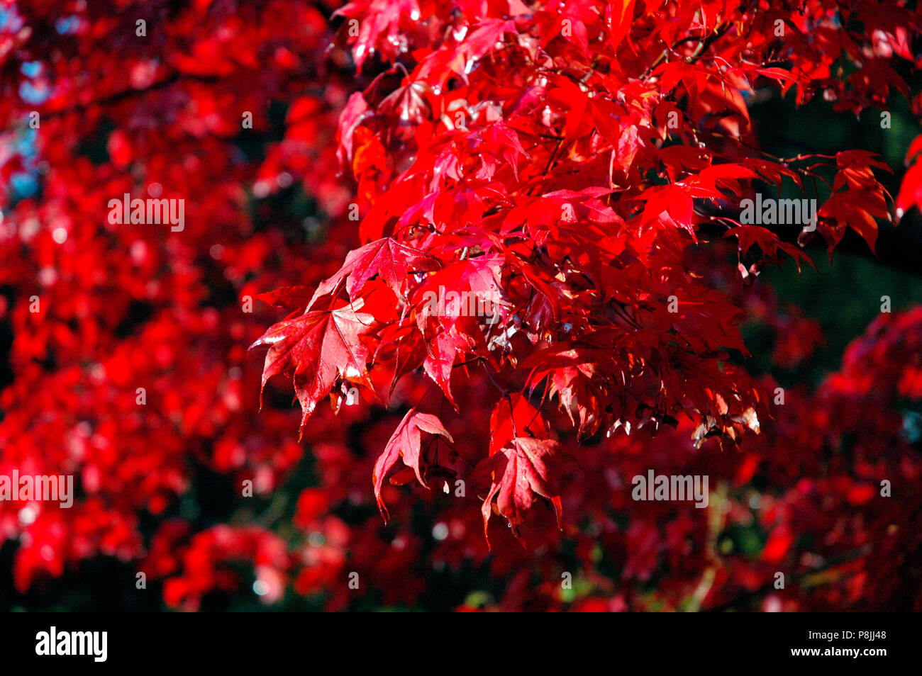 Red maple tree hi-res stock photography and images - Alamy