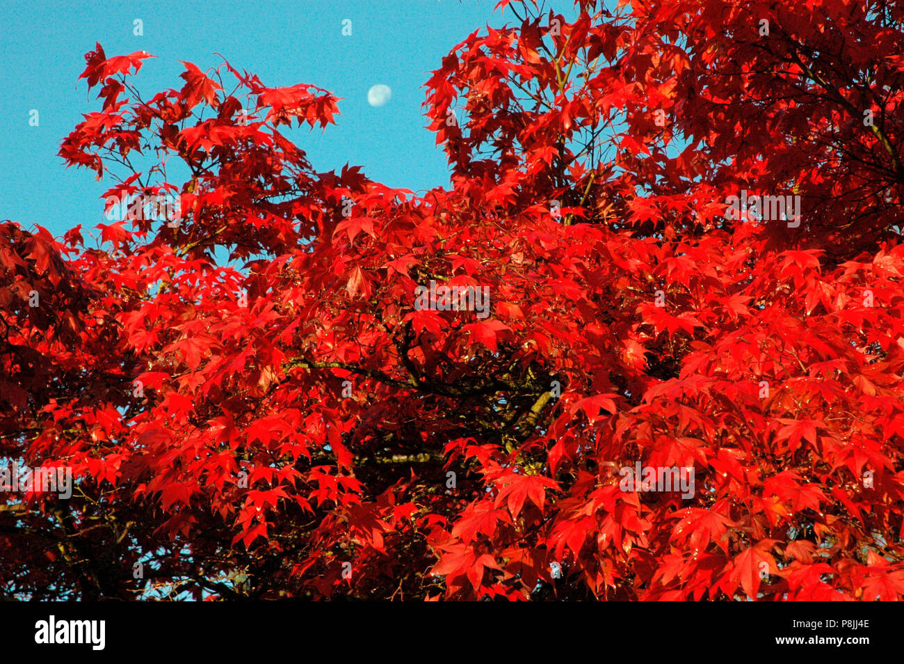 Red maple tree hi-res stock photography and images - Alamy