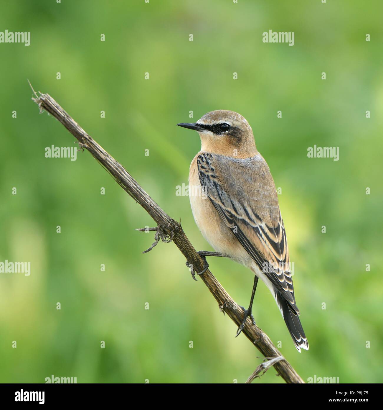 First winter male Wheatear during autumn migration Stock Photo - Alamy